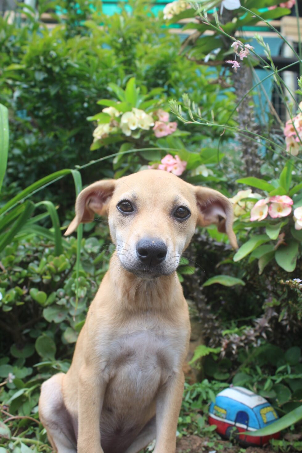 FlapJack 🥞 | Paw Prints Rescue & Rehoming