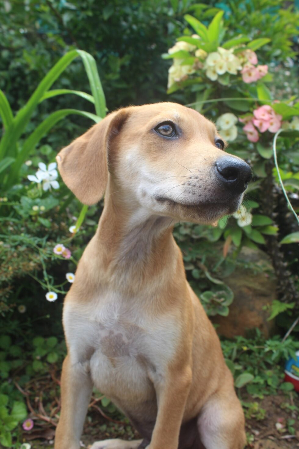 Frikadel 🔥 | Paw Prints Rescue & Rehoming