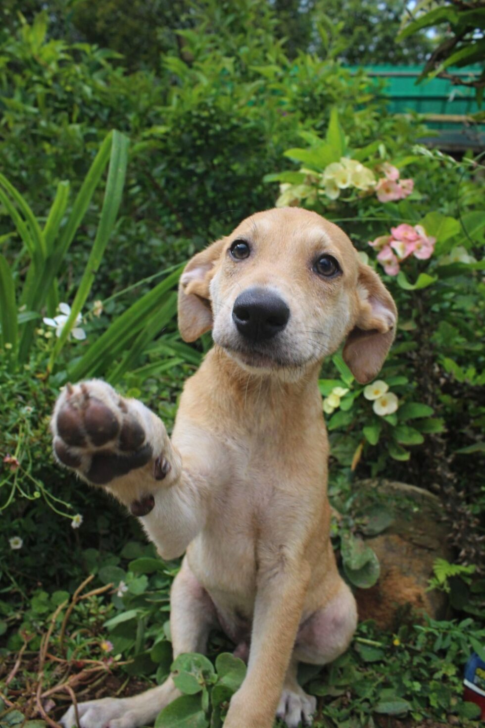 Fritter 😋 | Paw Prints Rescue & Rehoming