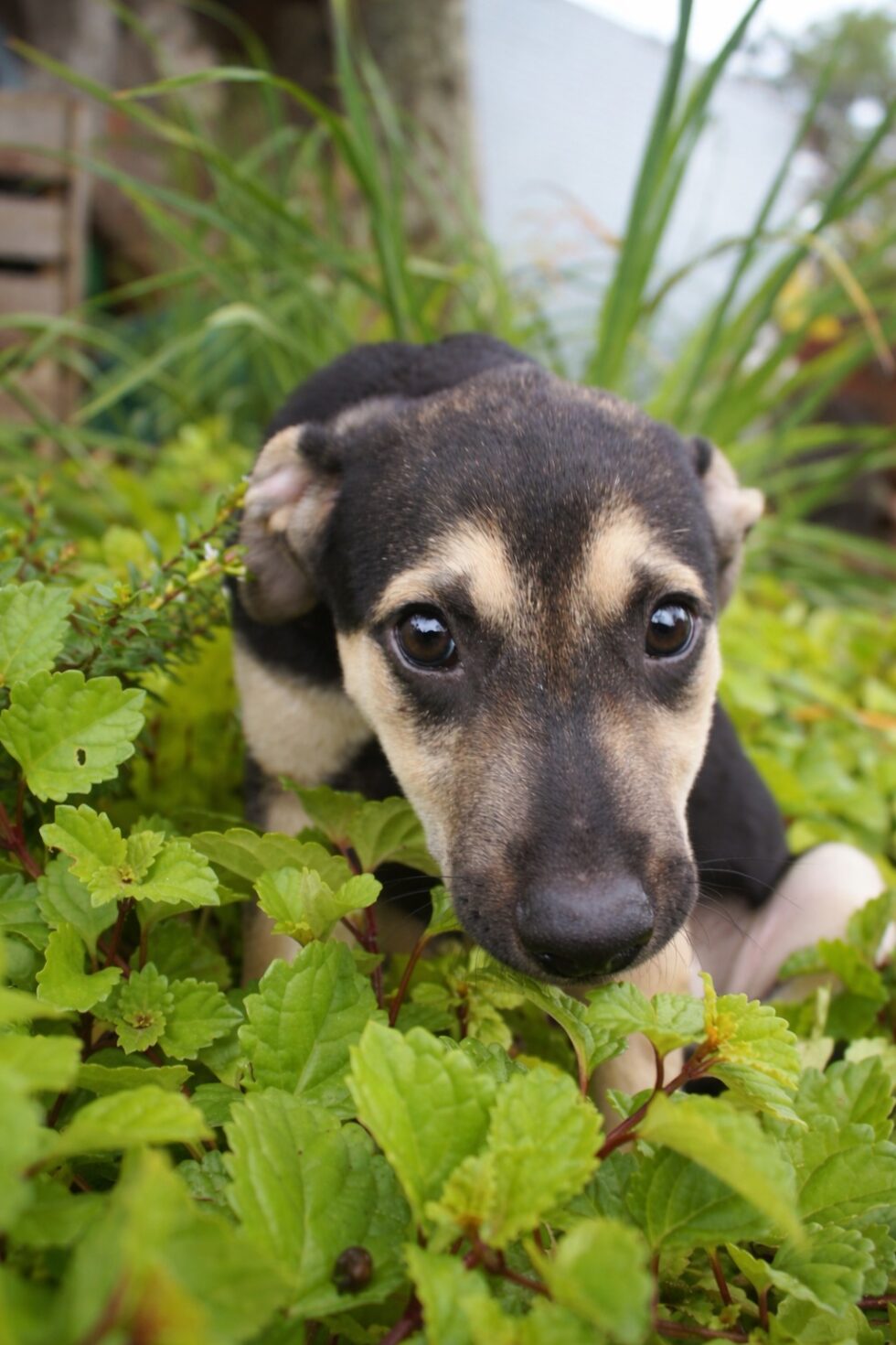 Hippo 🦛 | Paw Prints Rescue & Rehoming
