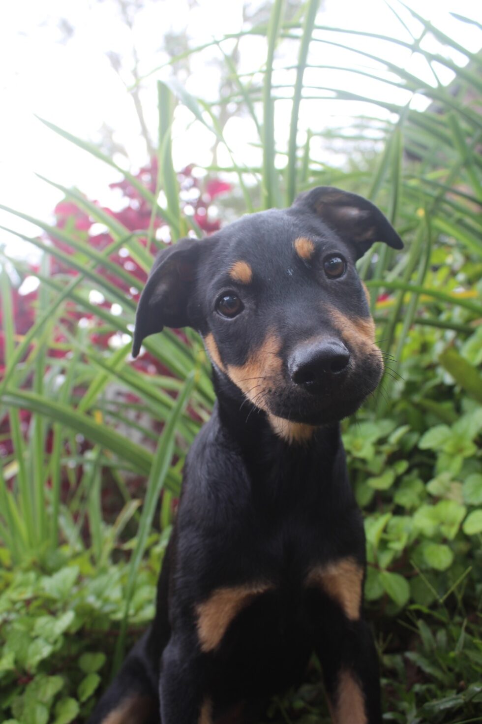 Honcho 🪅 | Paw Prints Rescue & Rehoming